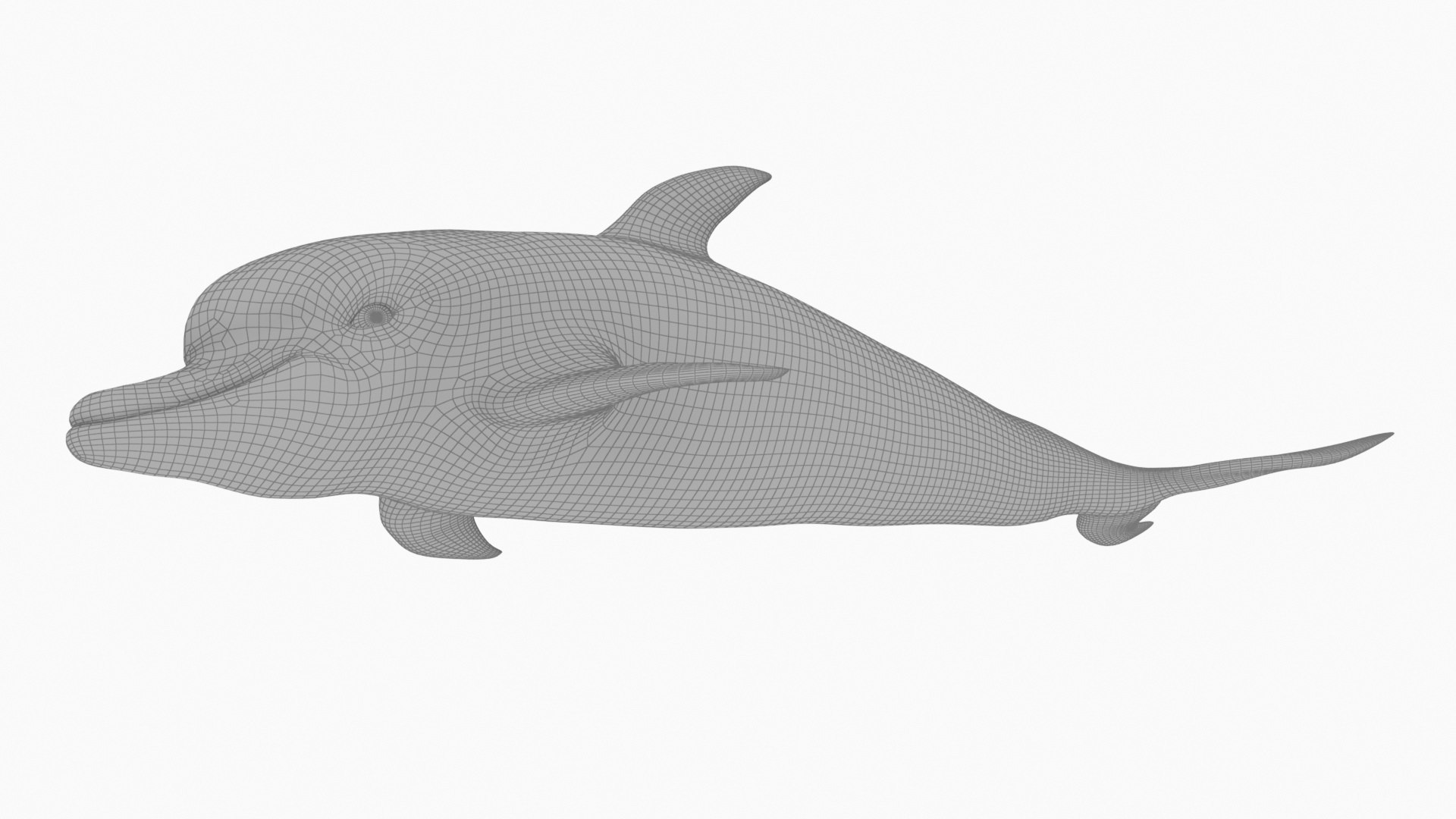 3D Dolphin Animal Mammal - TurboSquid 1482385