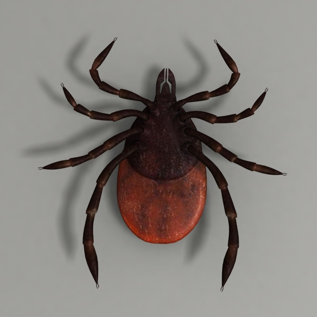 3d Model Tick