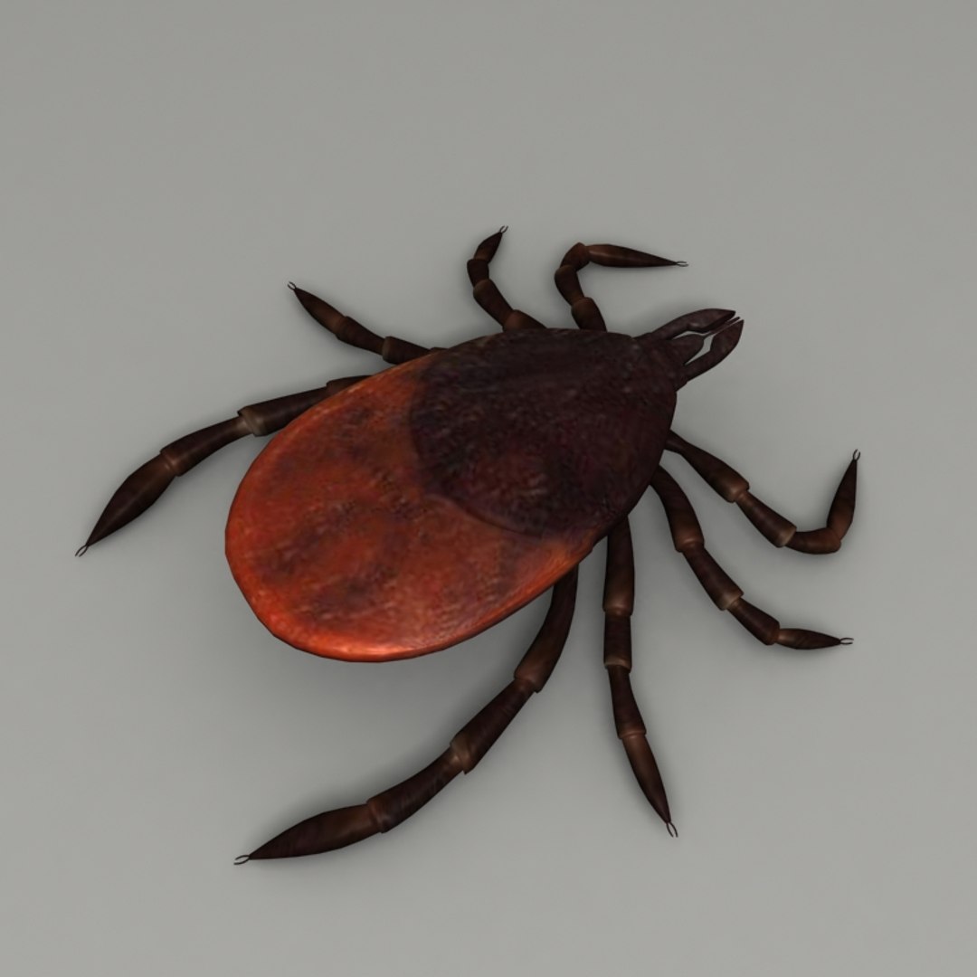 3d Model Tick