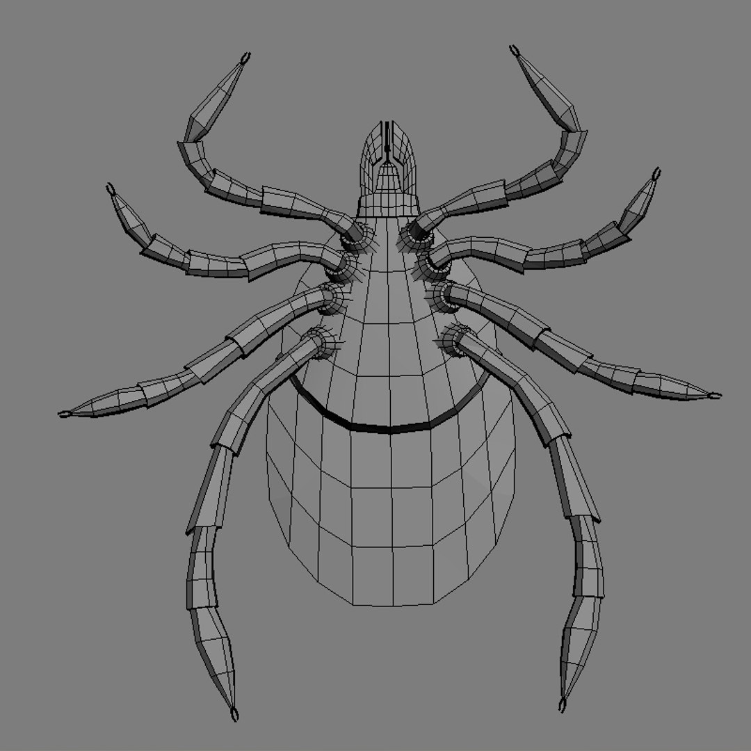 3d Model Tick