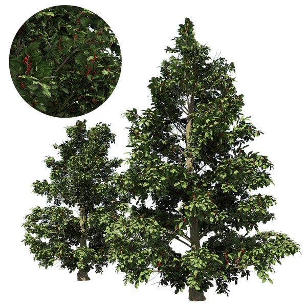 Bush STL Models for Download | TurboSquid