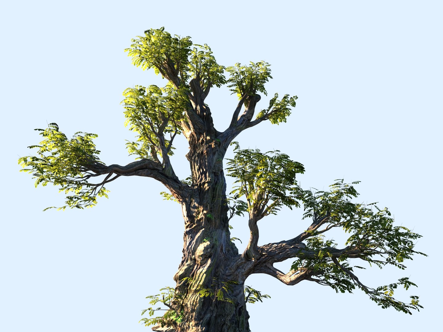 3D Tree Scanned Ready - TurboSquid 1284574
