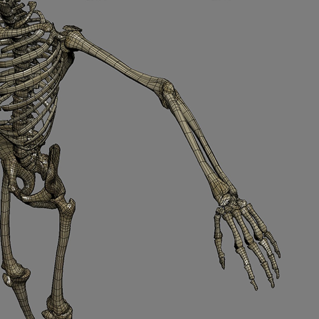 Anatomically Human Female Body Skeleton 3d Model
