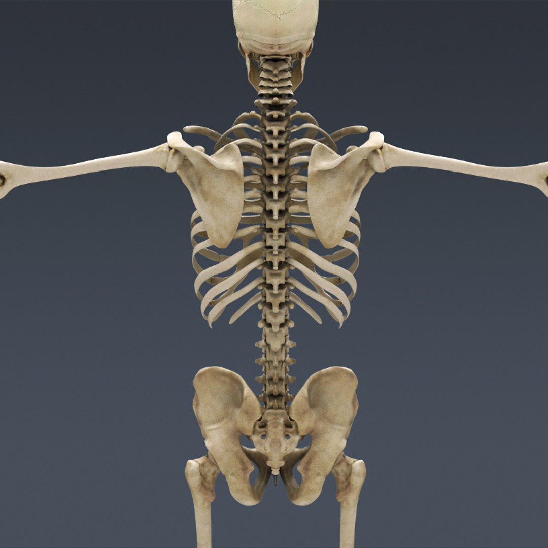 Anatomically Human Female Body Skeleton 3d Model