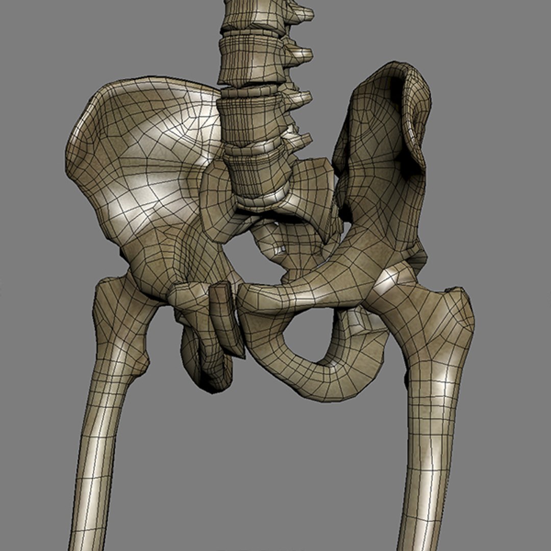 Anatomically Human Female Body Skeleton 3d Model