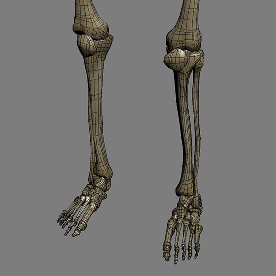Anatomically Human Female Body Skeleton 3d Model