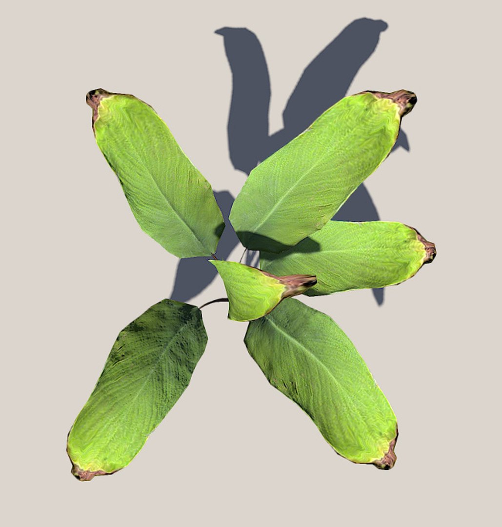 3d Palm Leaves Model