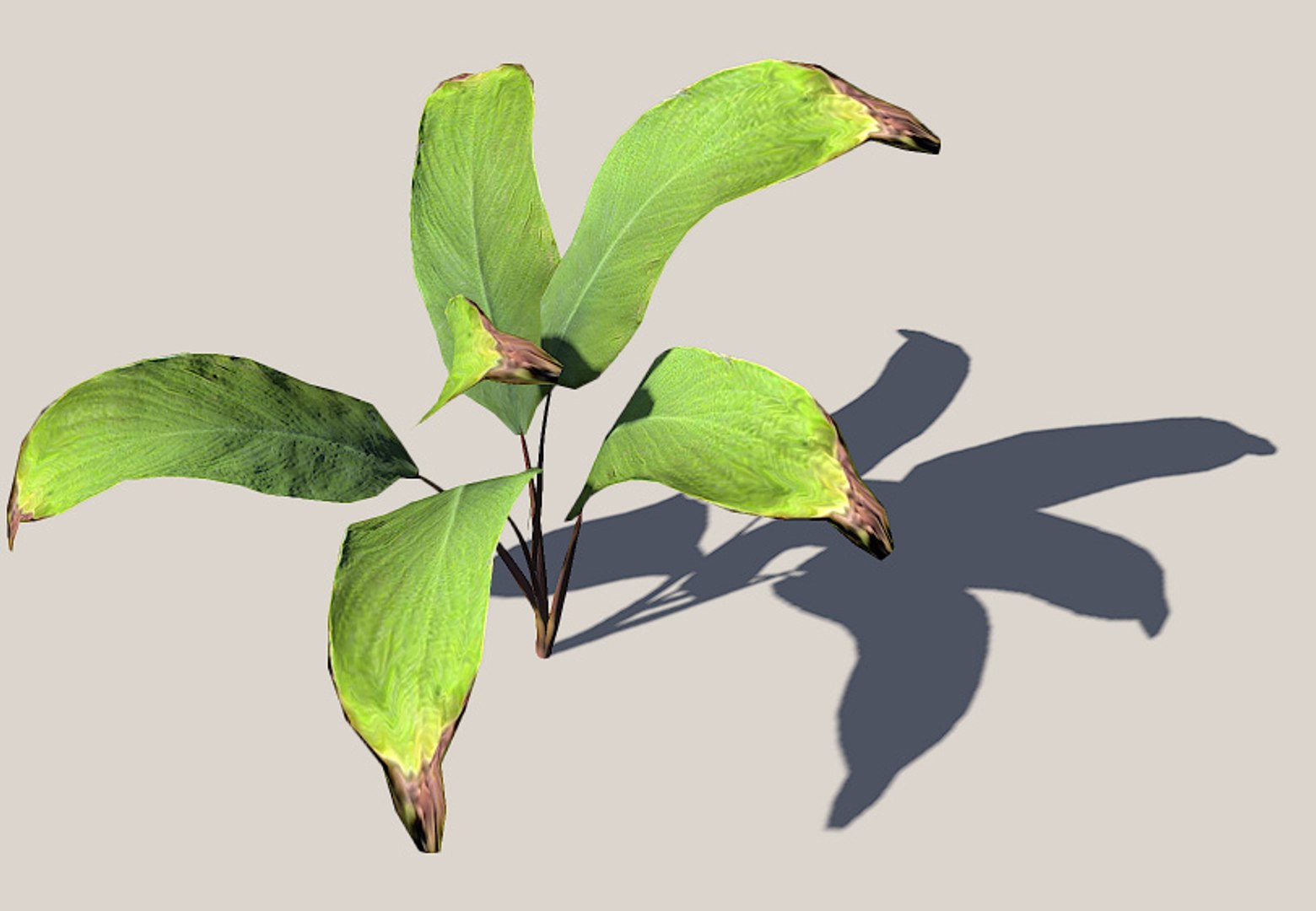 3d Palm Leaves Model