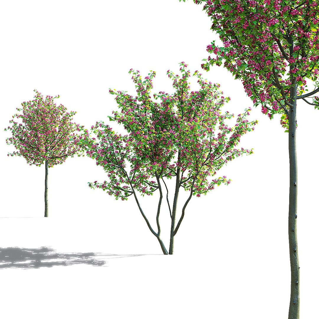 Crataegus X Media Pauls Scarlet Trees 3D - TurboSquid 2241373
