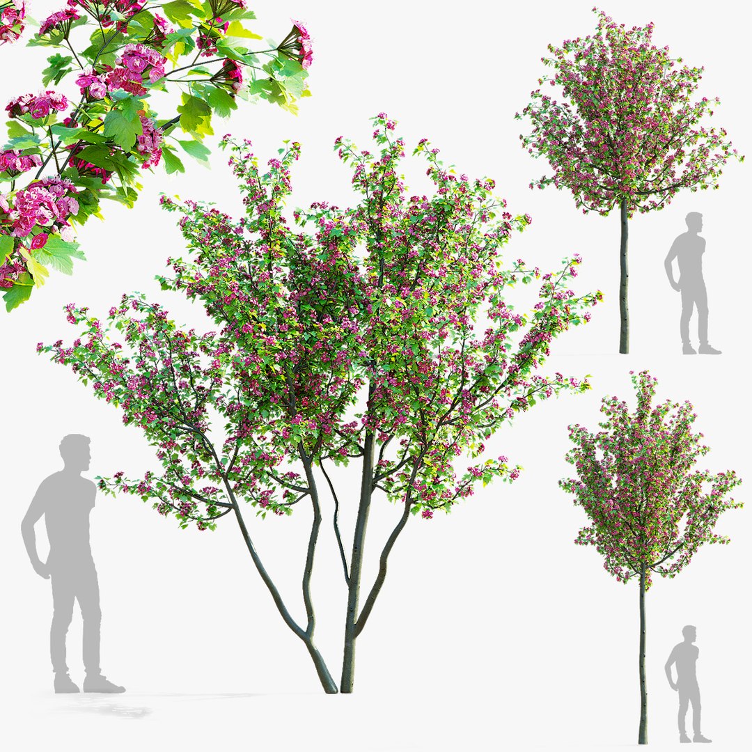 Crataegus X Media Pauls Scarlet Trees 3D - TurboSquid 2241373