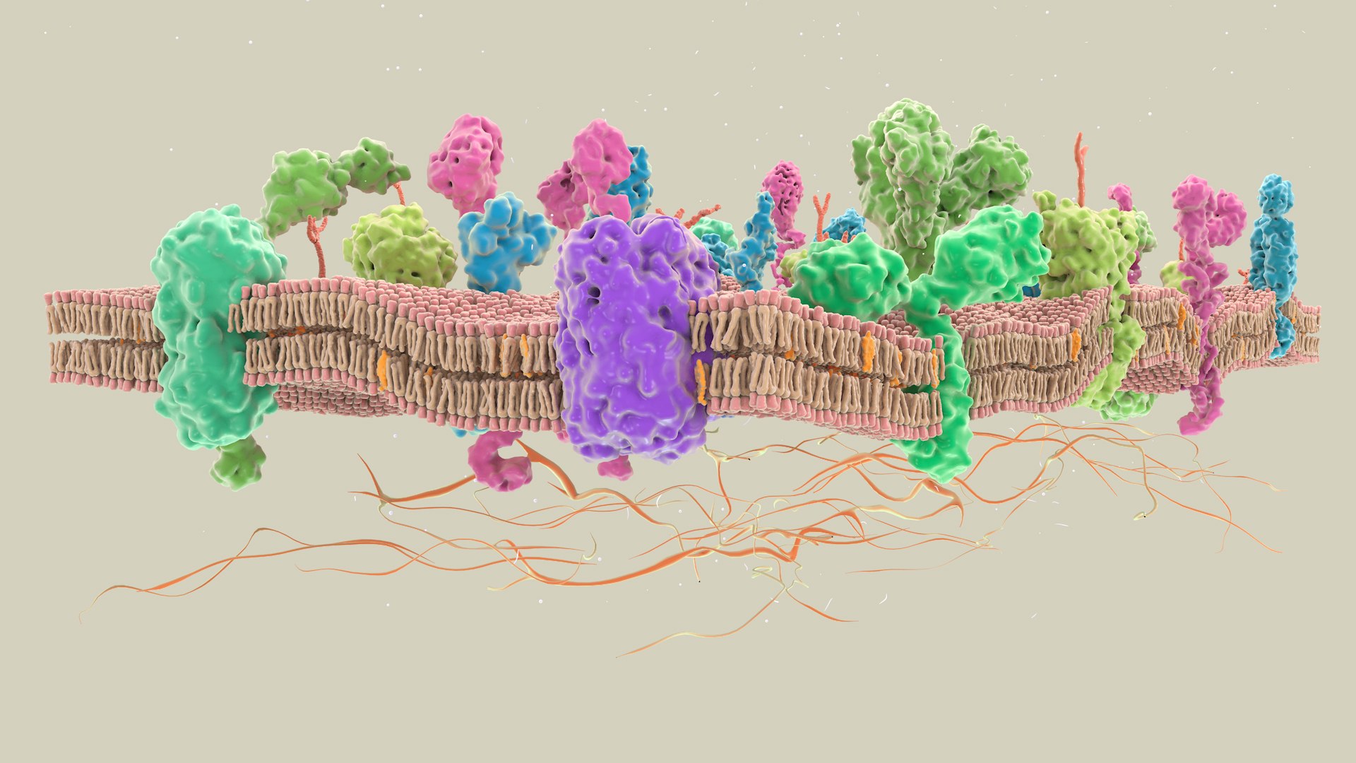 3D Cell Membrane - TurboSquid 2104928