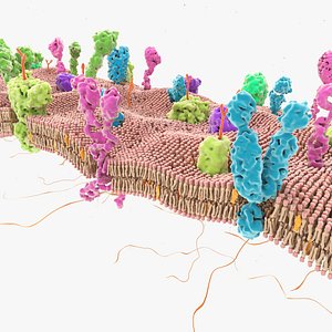 Animated And Low Poly Cell 3D Models For Download | TurboSquid