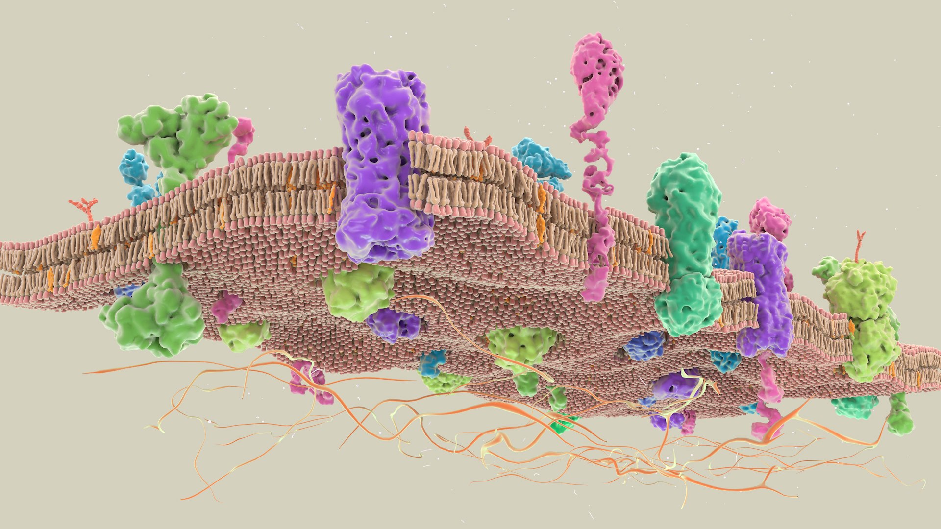 3D Cell Membrane - TurboSquid 2104928