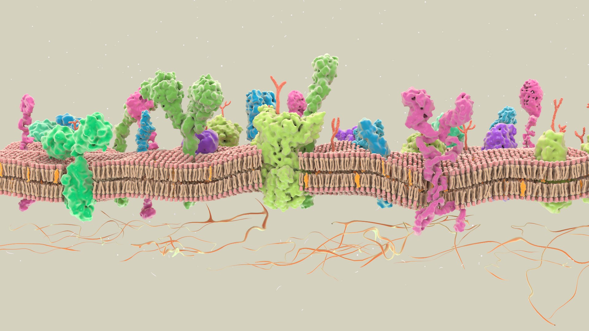 3D Cell Membrane - TurboSquid 2104928