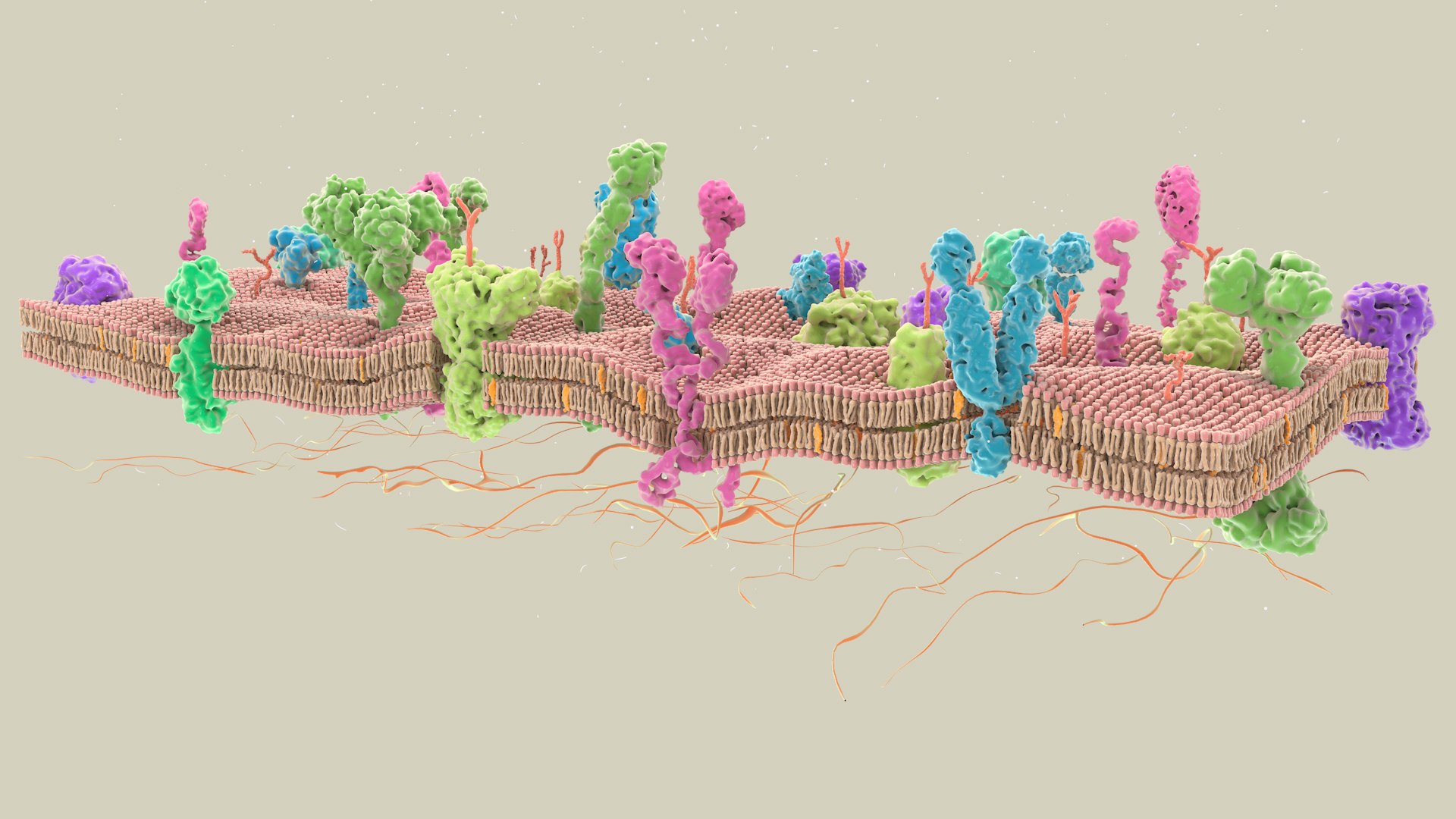 3D Cell Membrane - TurboSquid 2104928