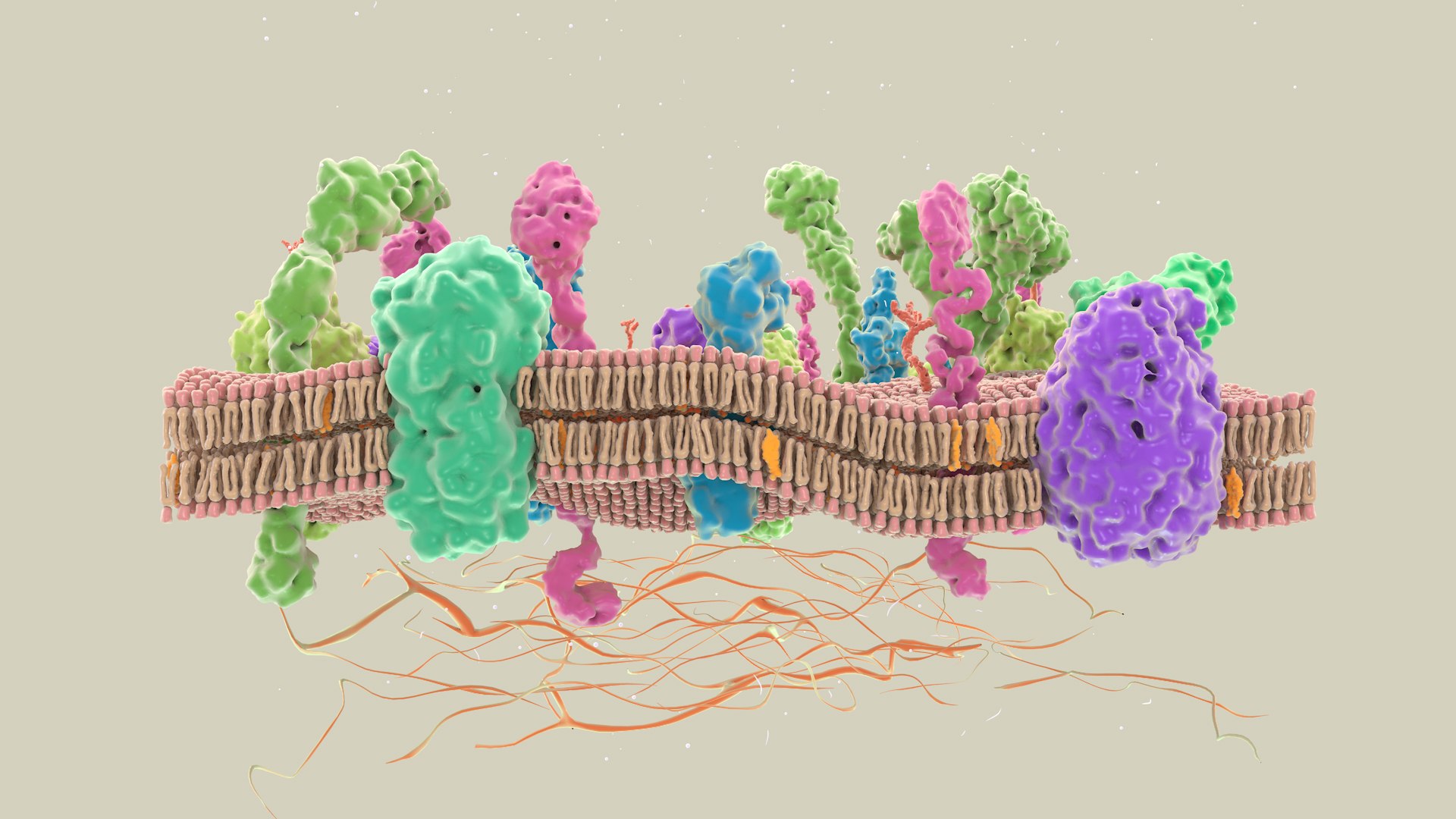 3D Cell Membrane - TurboSquid 2104928