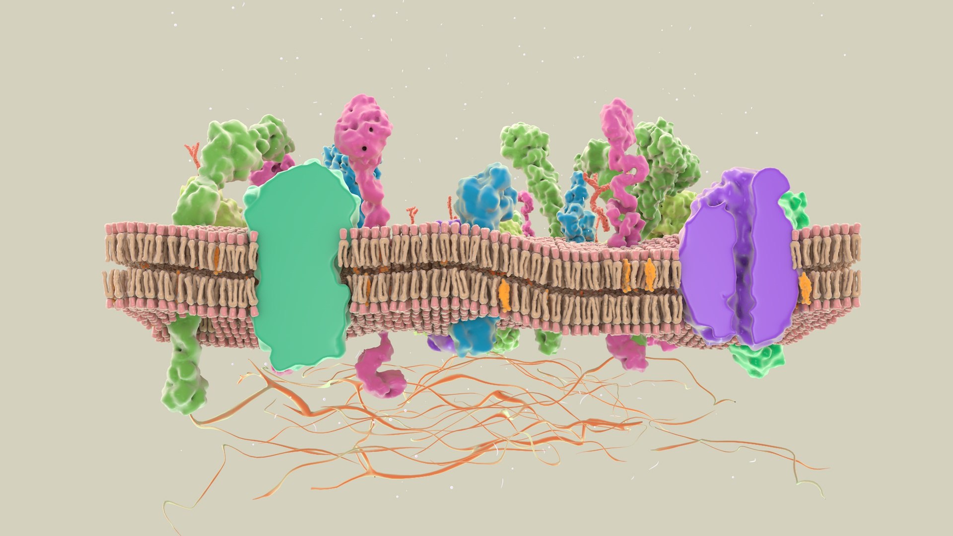 3D Cell Membrane - TurboSquid 2104928