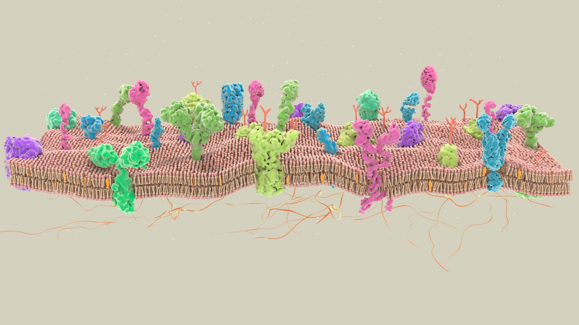 3D Cell Membrane - TurboSquid 2104928