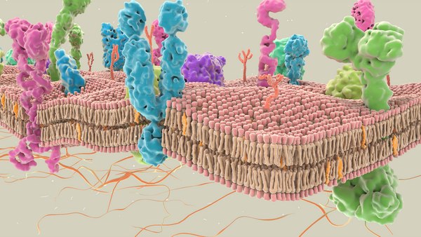 modelo 3d Membrana celular - TurboSquid 2104928