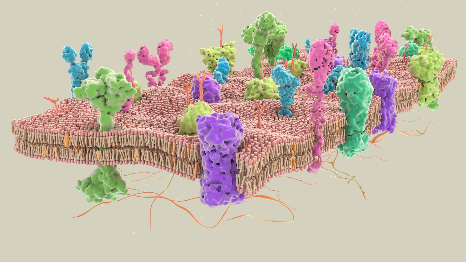 3D Cell Membrane - TurboSquid 2104928