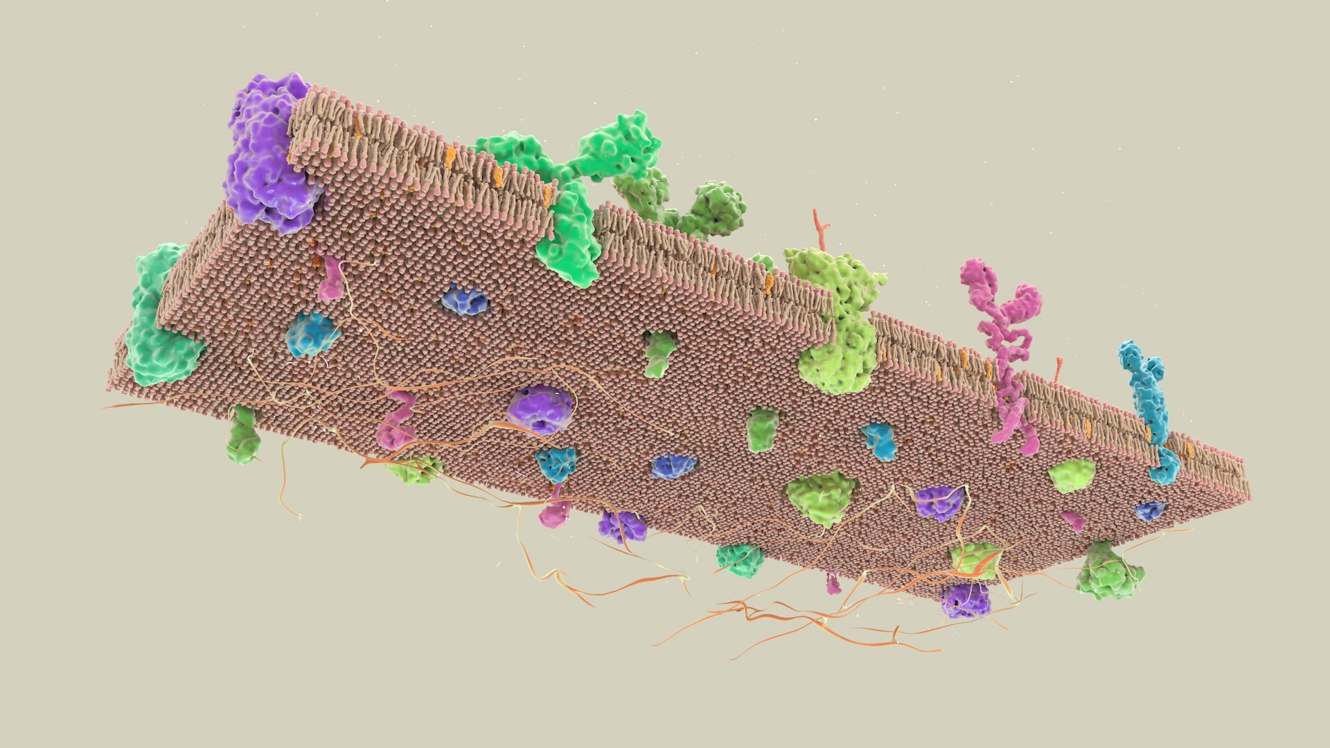 3D Cell Membrane - TurboSquid 2104928