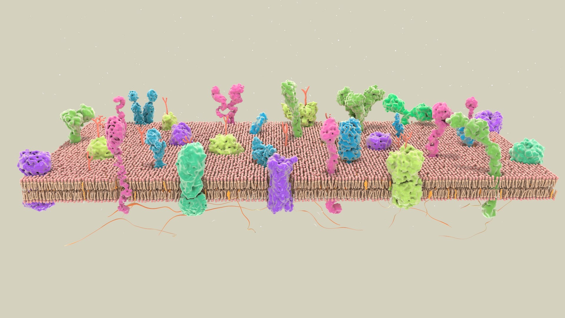 3D Cell Membrane - TurboSquid 2104928