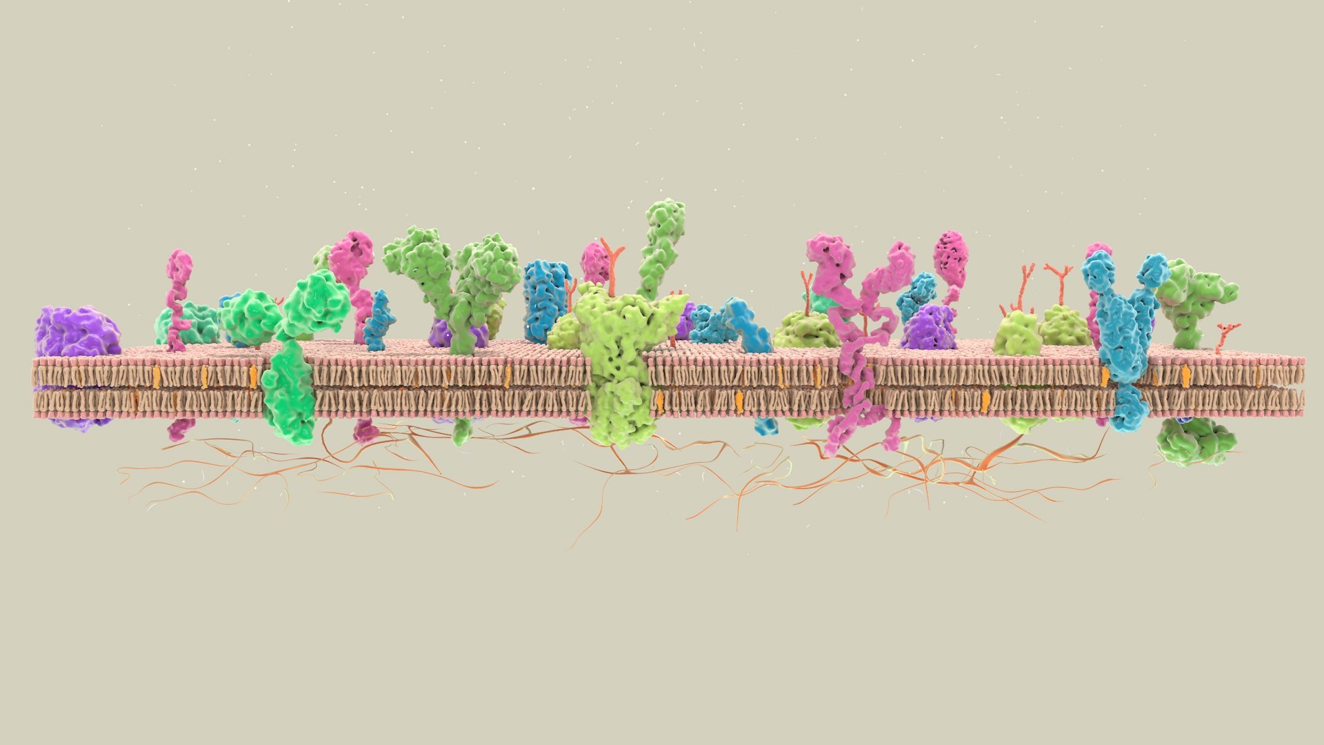 3D Cell Membrane - TurboSquid 2104928