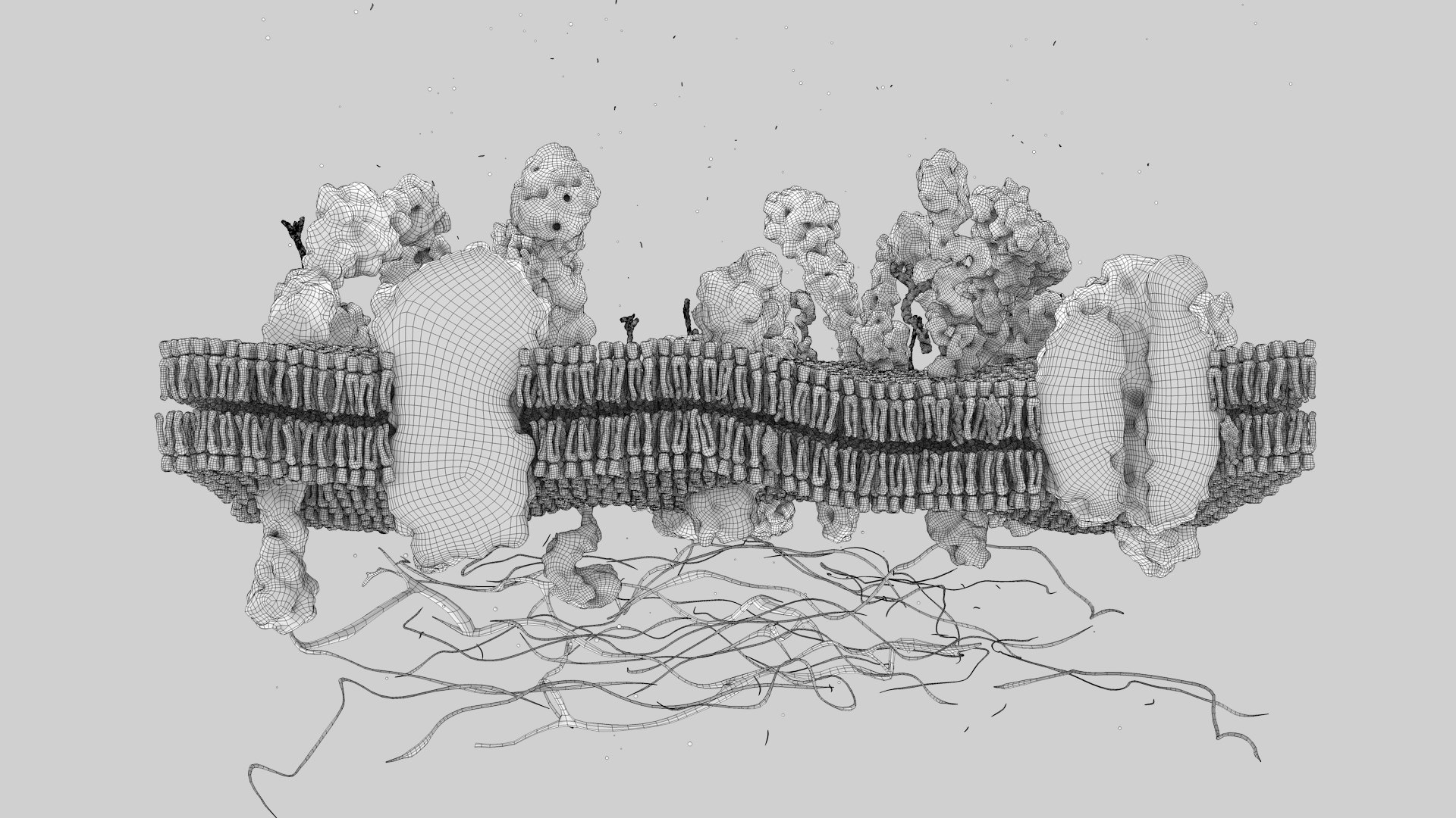 3D Cell Membrane - TurboSquid 2104928