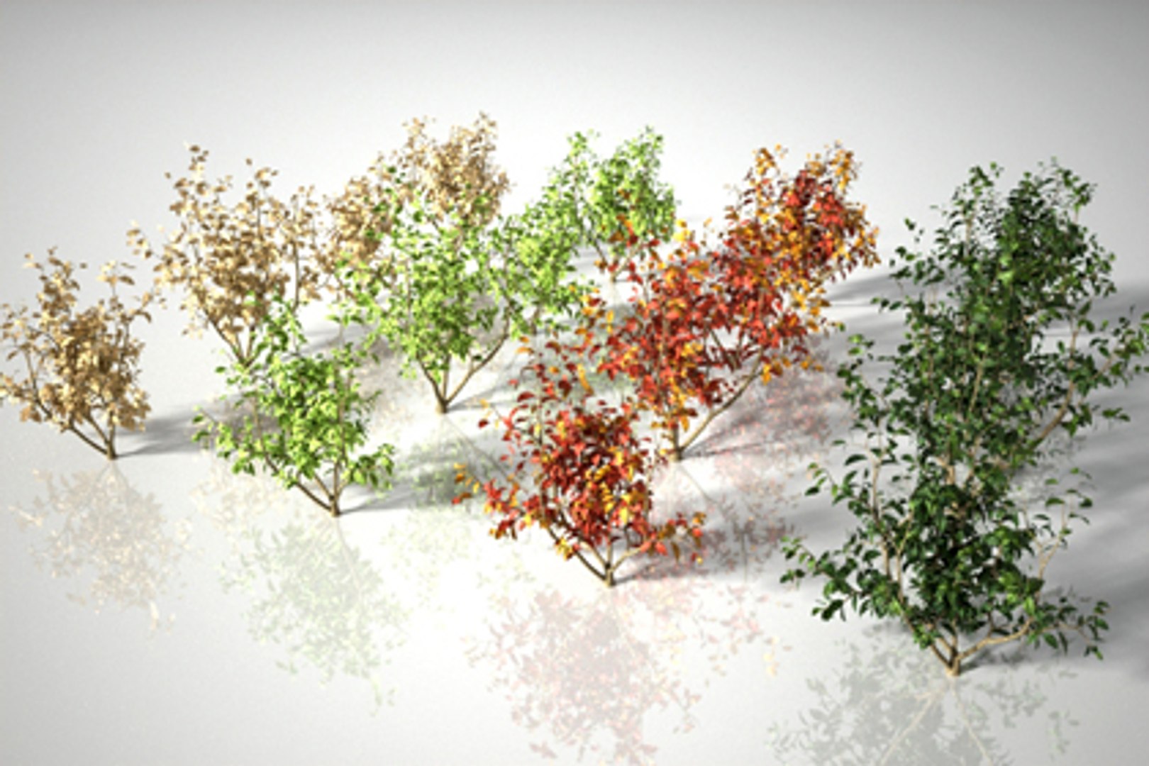 3d Model Shrubs Ready - 4