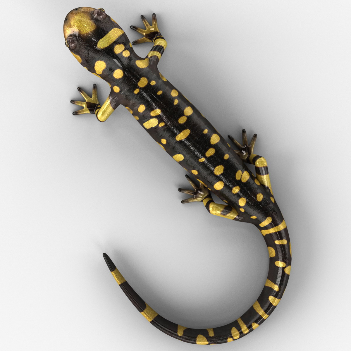 3d tiger salamander pose 1 model