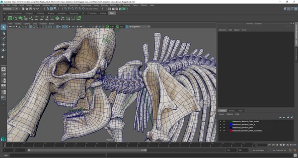 3D model Mammoth Skeleton Clean Bones Rigged for Maya - TurboSquid 1875436