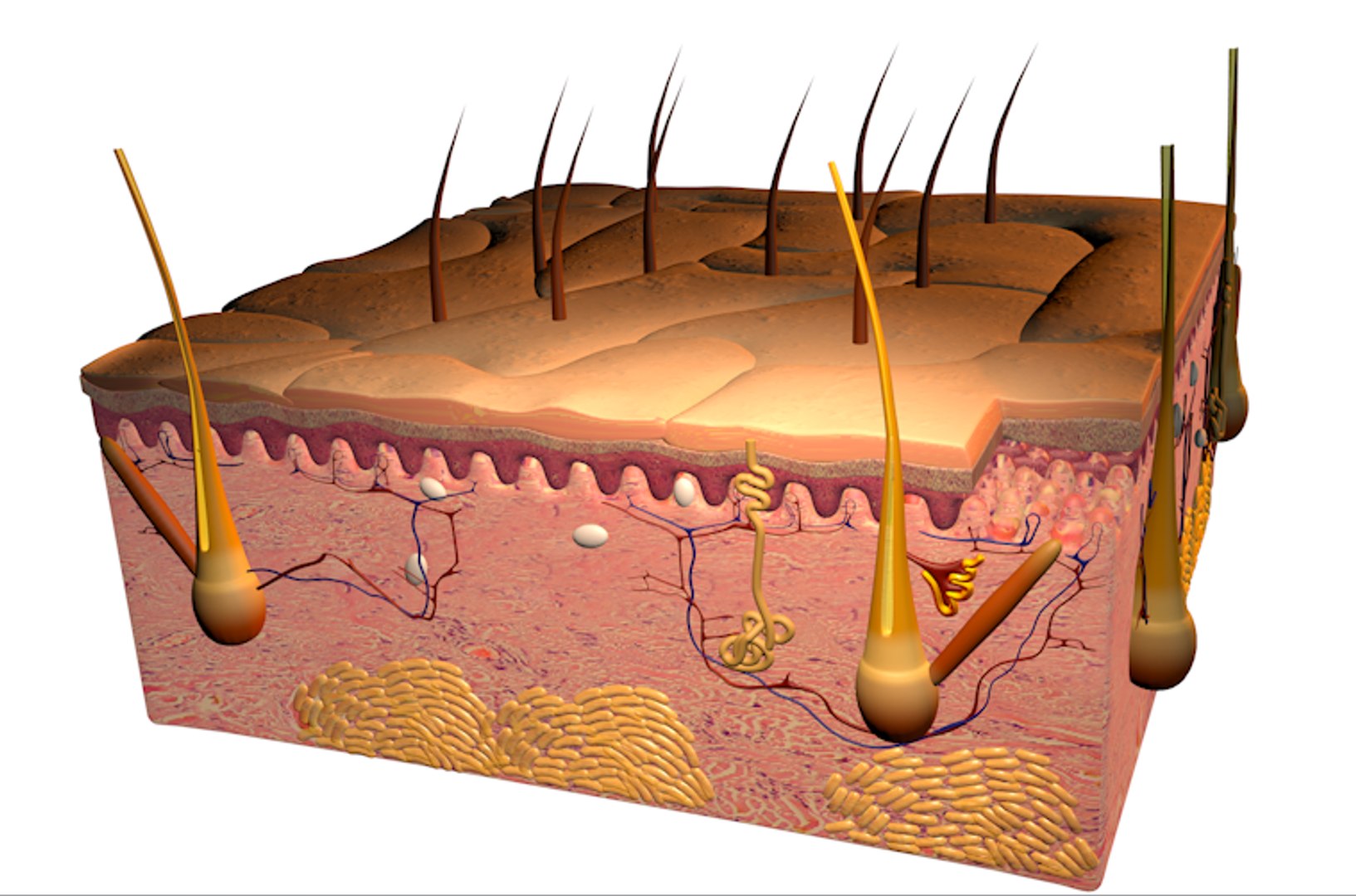 3d Skin Cells Close-up