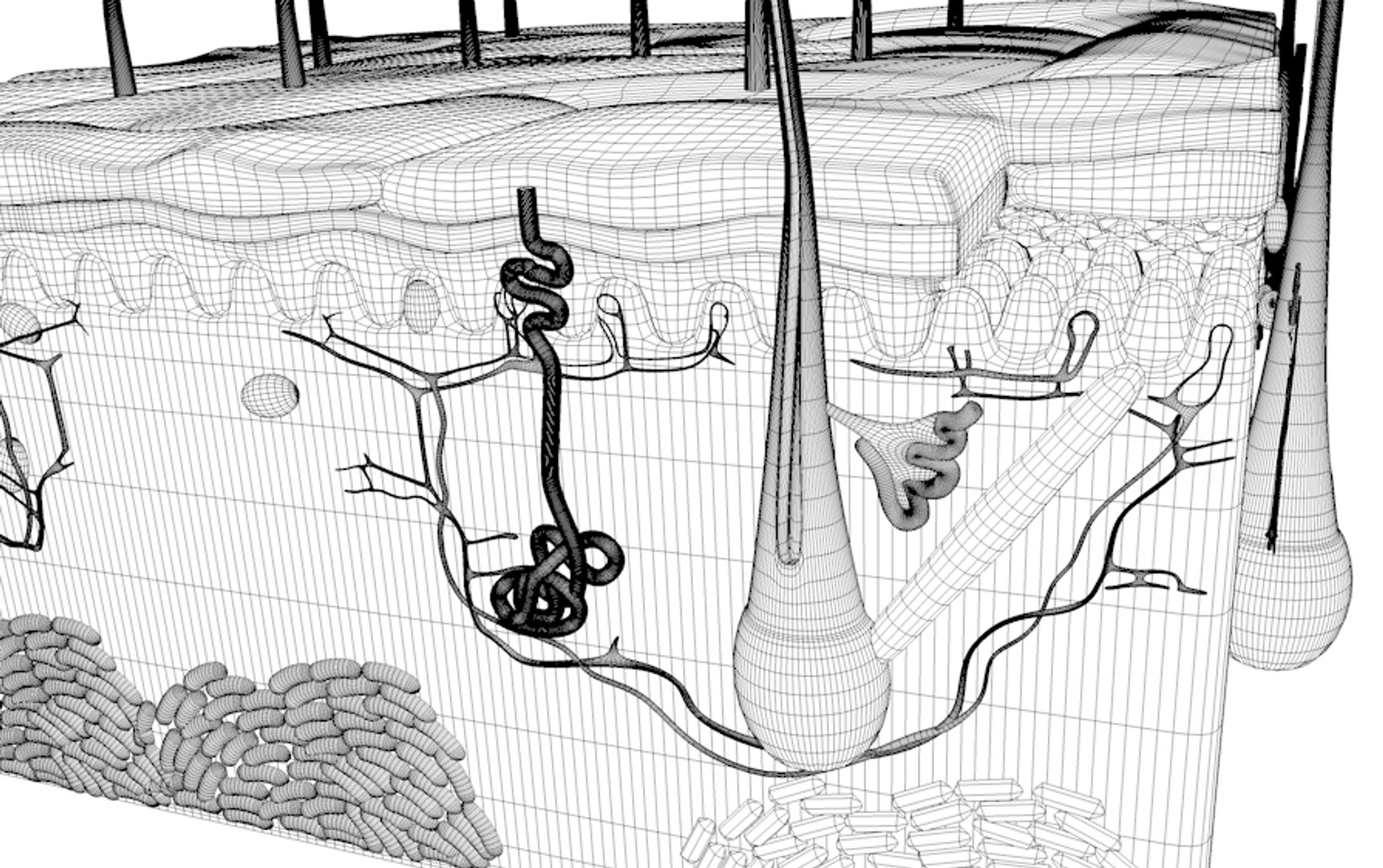 3d Skin Cells Close-up