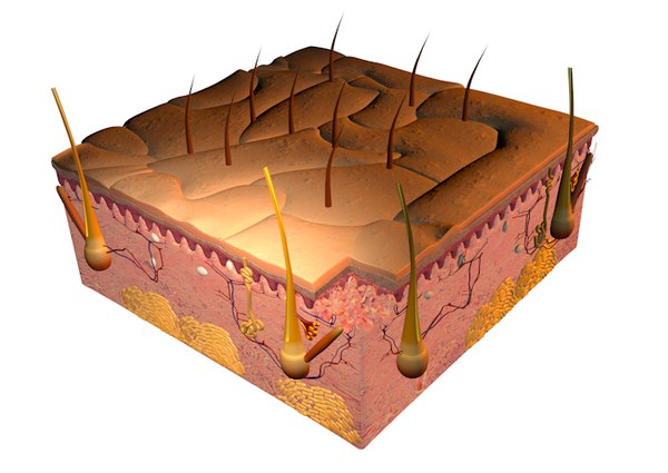 modelo 3d piel - TurboSquid 862299