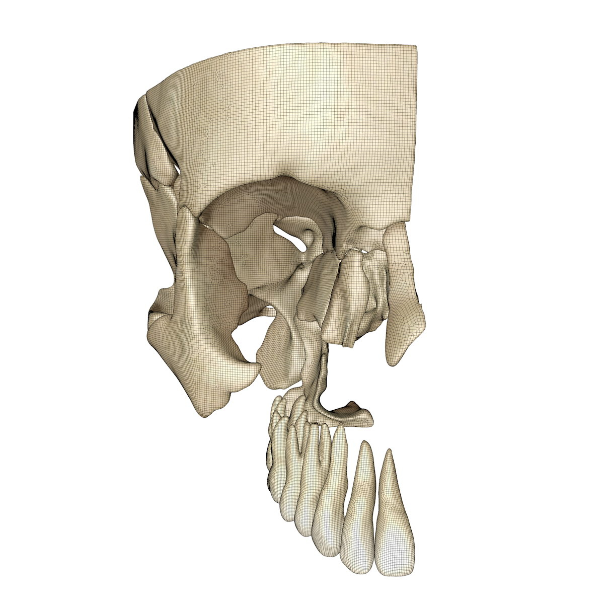 human skull 3d model
