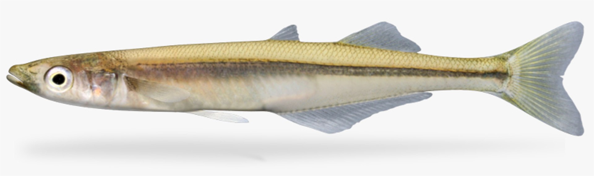 labidesthes sicculus brook silverside 3d ma