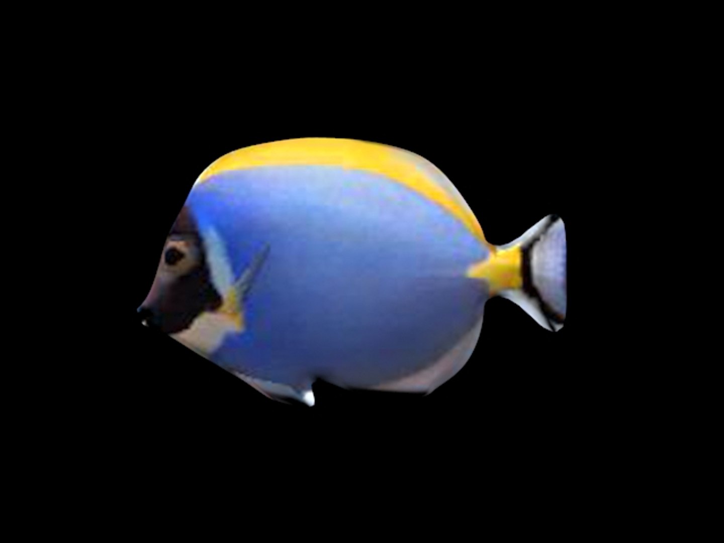 Powder Blue Tang 3d Max