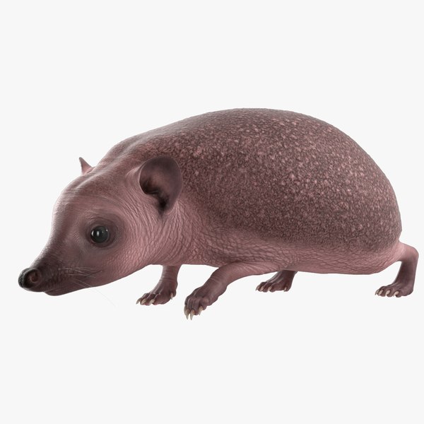 modelo 3d Erizo calvo aparejado para Maya - TurboSquid 2082975