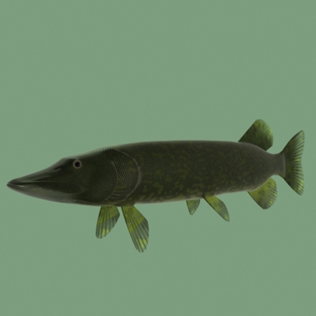 3d Pike