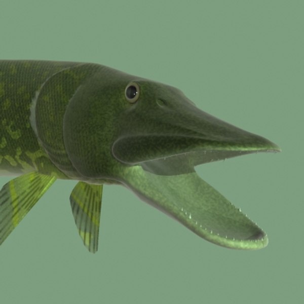 modelo 3d El lucio - TurboSquid 430697