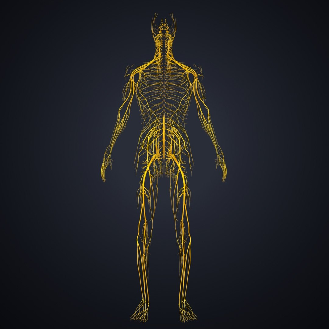 Skeleton Nerves Model - TurboSquid 1218743