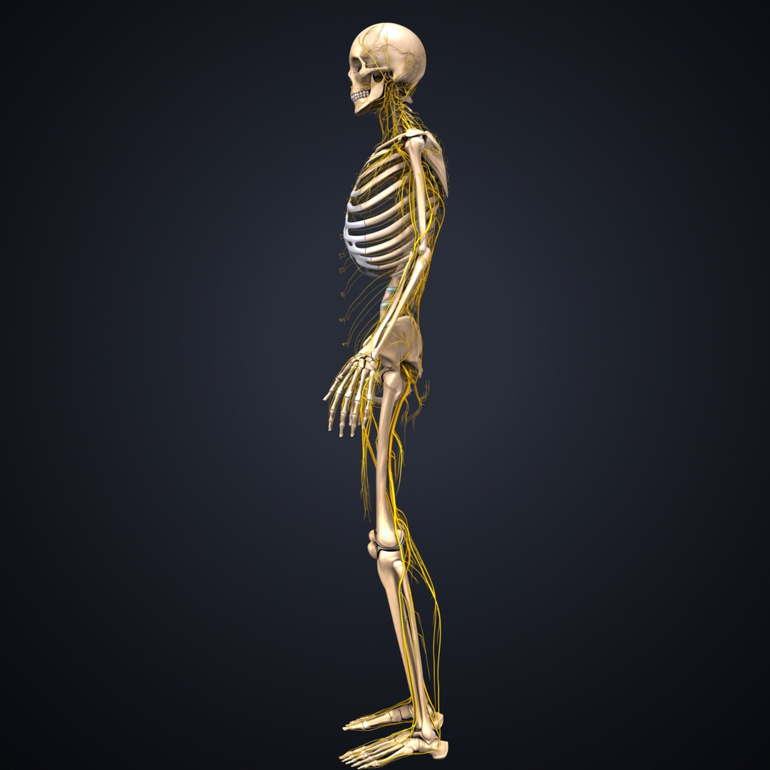 Skeleton nerves model - TurboSquid 1218743