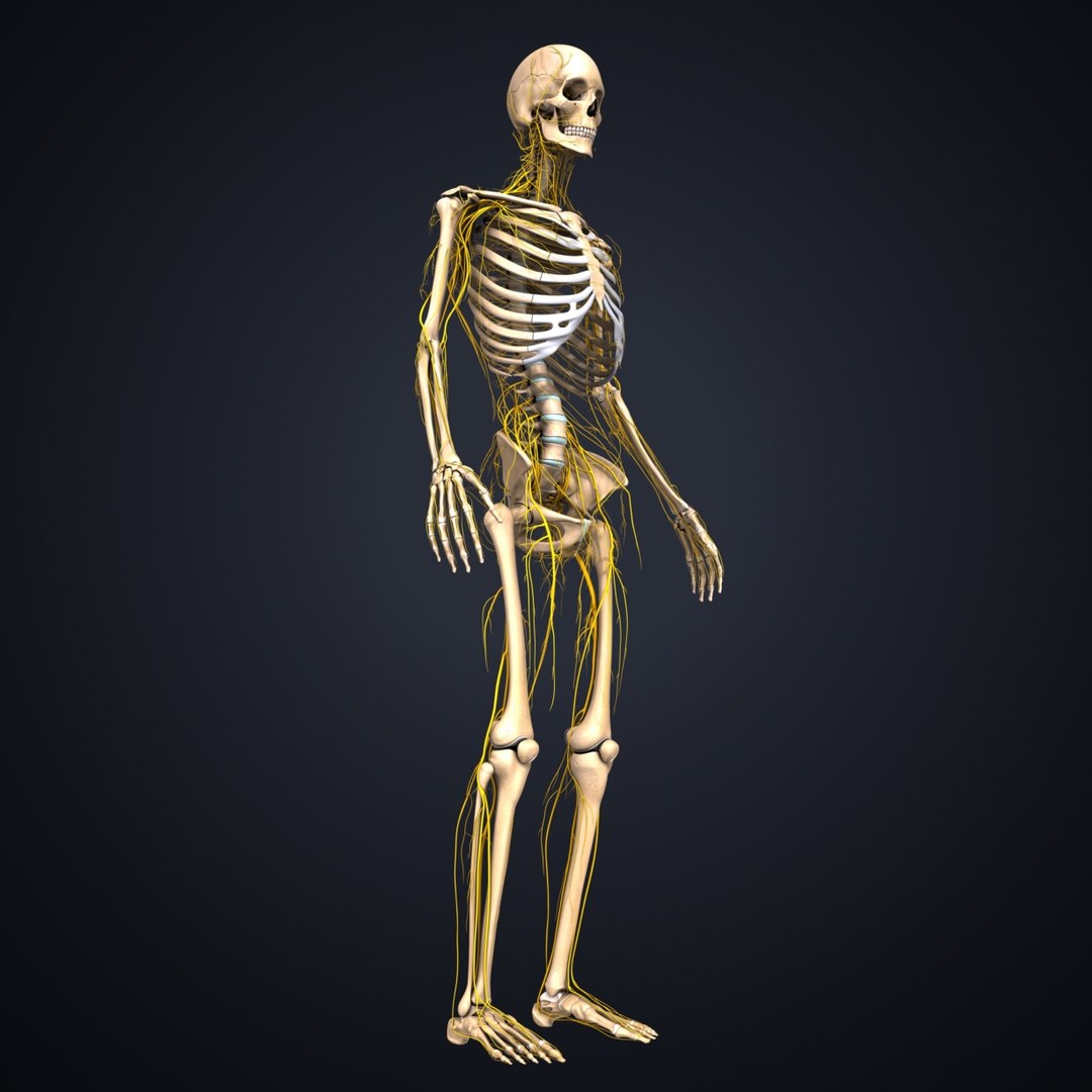 Skeleton Nerves Model - TurboSquid 1218743