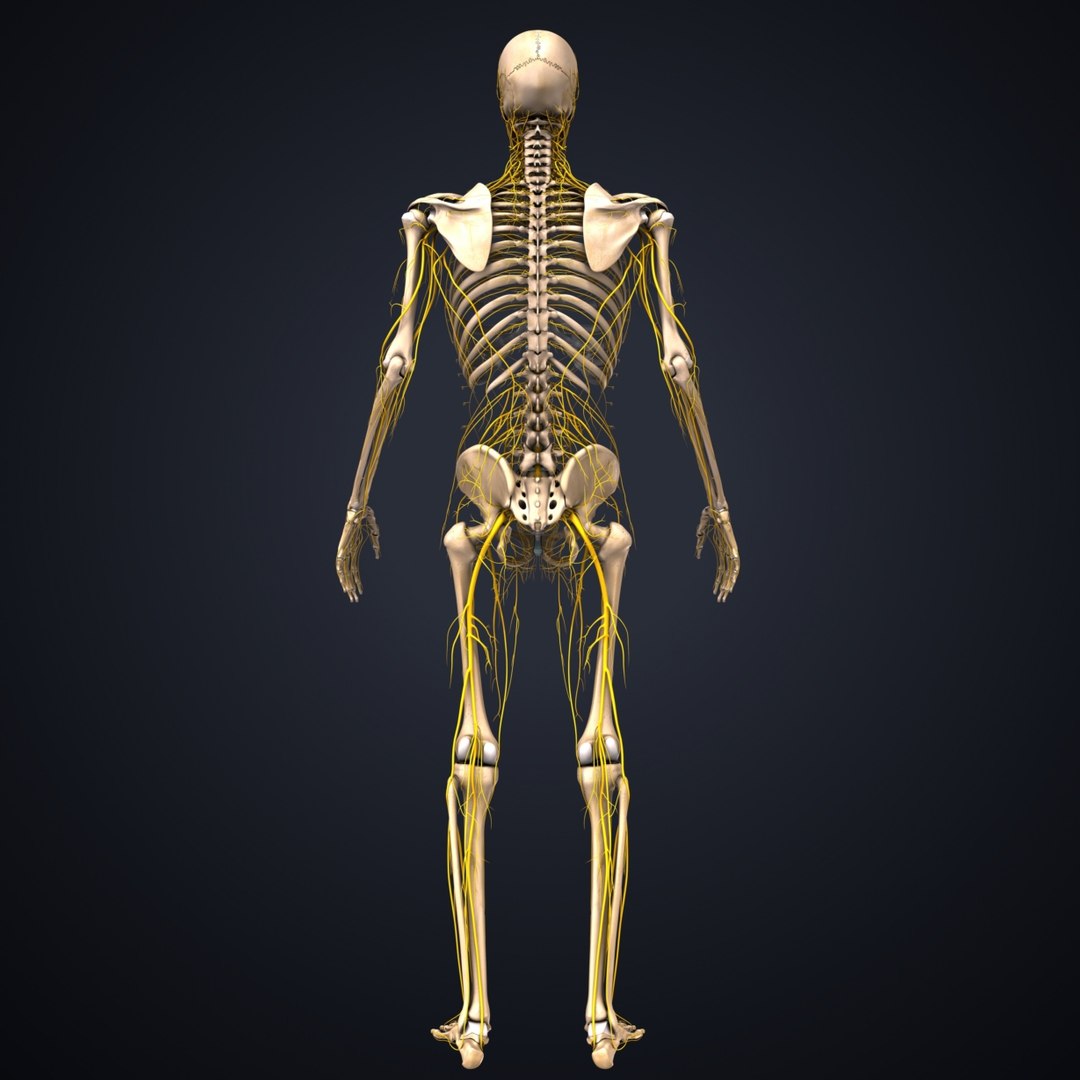 Skeleton Nerves Model - TurboSquid 1218743
