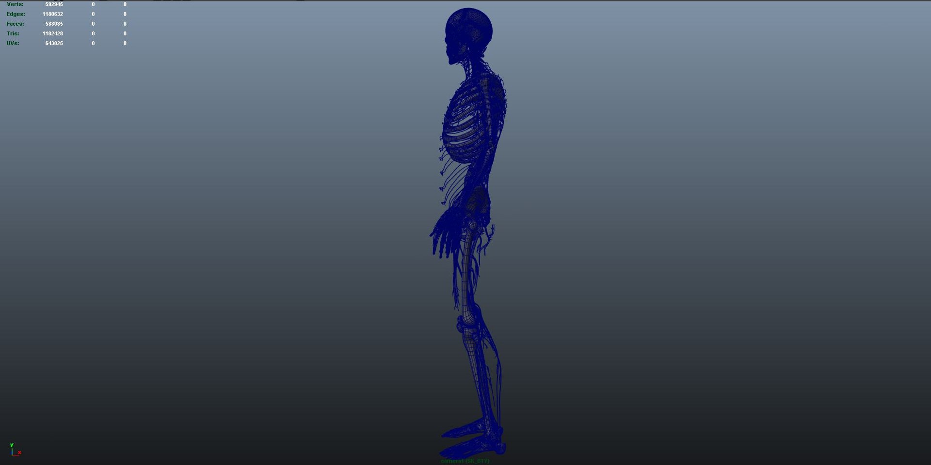Skeleton Nerves Model - TurboSquid 1218743