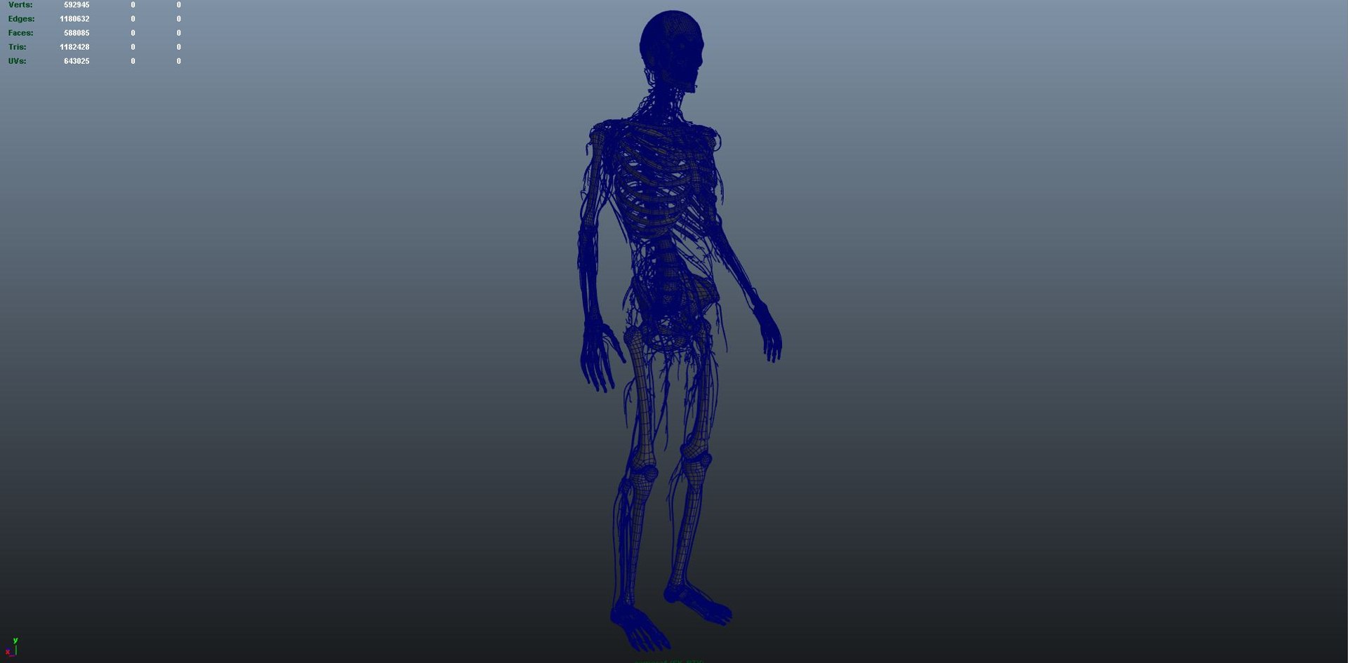 Skeleton Nerves Model - TurboSquid 1218743