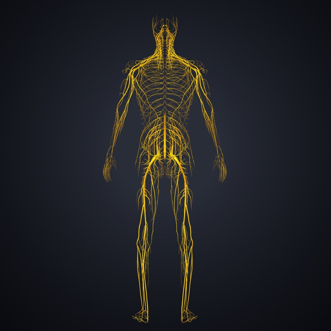 Skeleton Nerves Model - TurboSquid 1218743