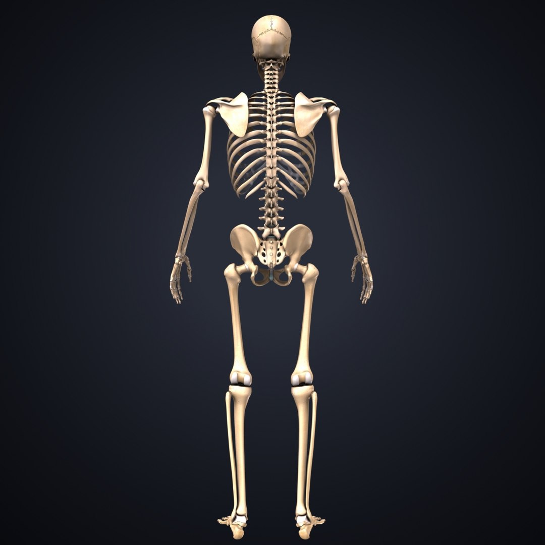 Skeleton Nerves Model - TurboSquid 1218743