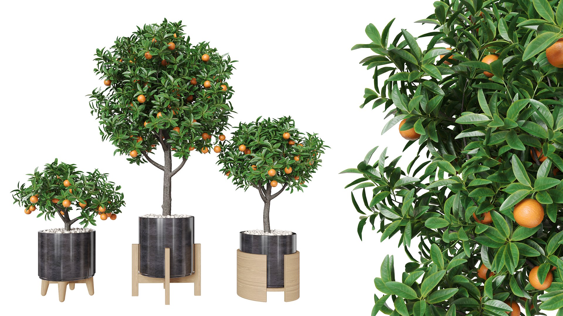 3D Model Orange Tree In A Pot 3D - TurboSquid 2246560