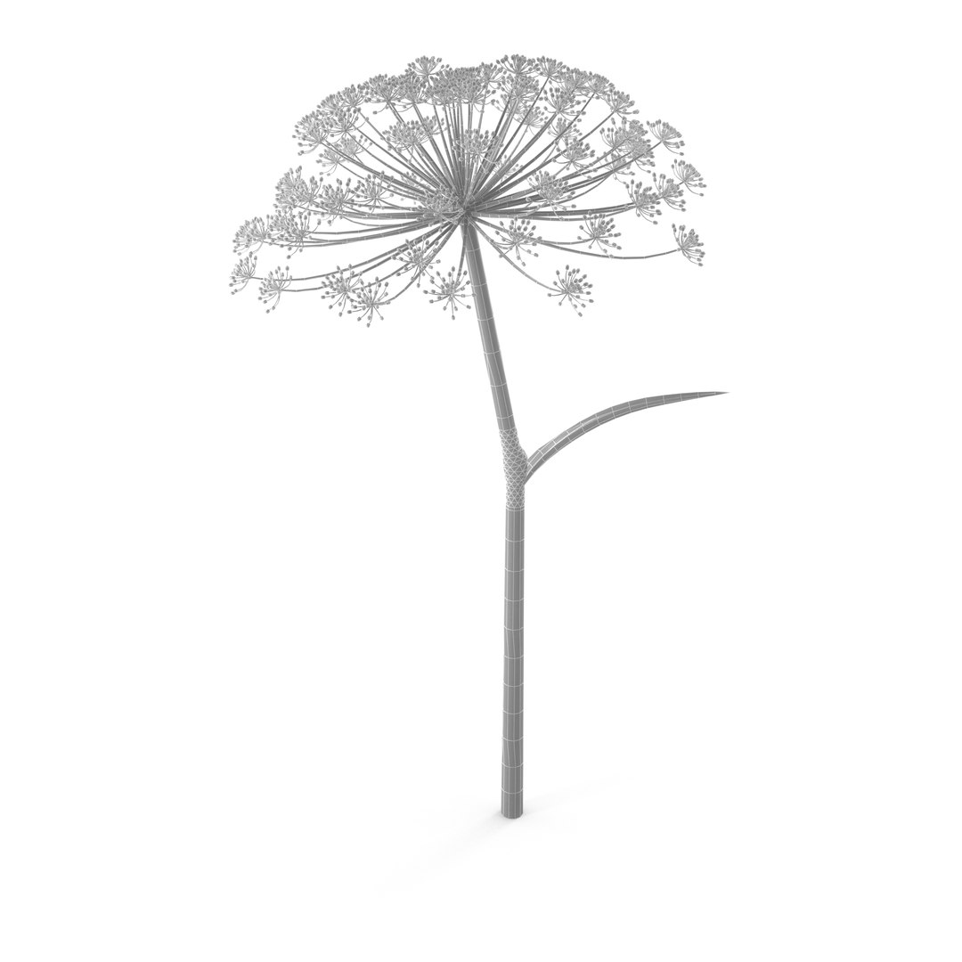 Dill Flower 3D Model - TurboSquid 1962282